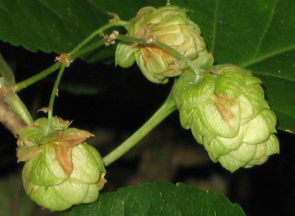 Λυκίσκος (Humulus lupulus L.) – STREMA.GR